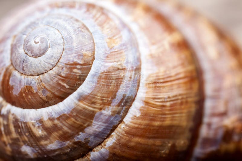 Macro Photo. Shape of Natural Spiral Shell Closeup Stock Photo - Image ...
