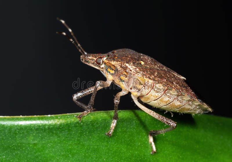 Macro Photo of Shield Bug on the Edge of the Leaf Stock Photo - Image ...