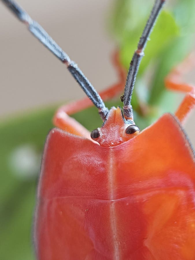 Macro Photo of Shield Bug Nymph Stock Image - Image of isolated ...