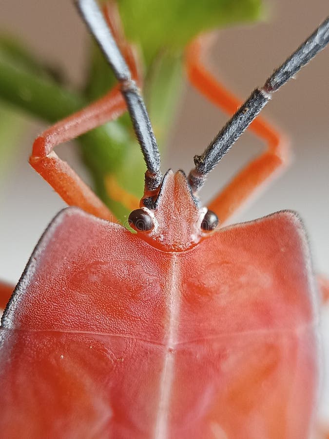 Macro Photo of Shield Bug Nymph Stock Image - Image of macro ...