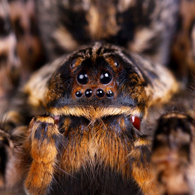 Macro Photo Shot Of Tarantula Royalty Free Stock Images - Image: 34920829