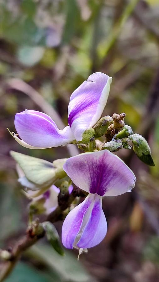 A Macro Photo of Shrubby Bean Flower. Stock Image - Image of aroma ...