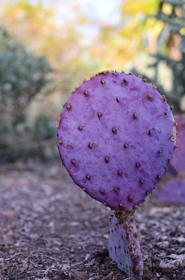 Prickly Pear Cactus Close Up Looking Like Mickey Mouse Ears in the ...