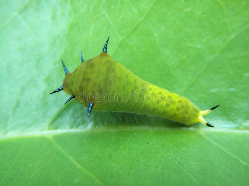 Macro Photo of a Small Caterpillar on a Green Leaf Stock Image - Image ...