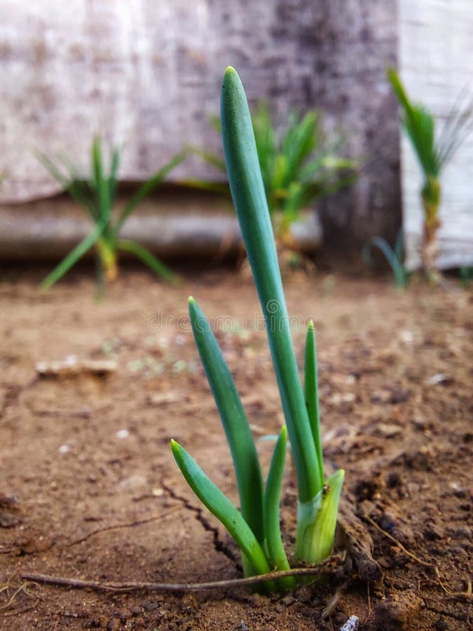 Macro Photo of a Small Leek Plant Stock Photo - Image of macro, small ...