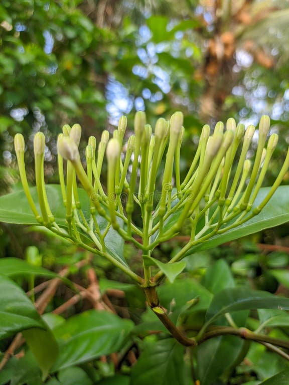 Macro Photo of Small Sticks Stock Image - Image of wildflower, leaf ...