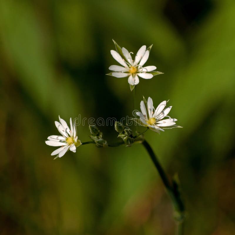 Stellaria Graminea in Macro Stock Photo - Image of siberia, stellaria ...