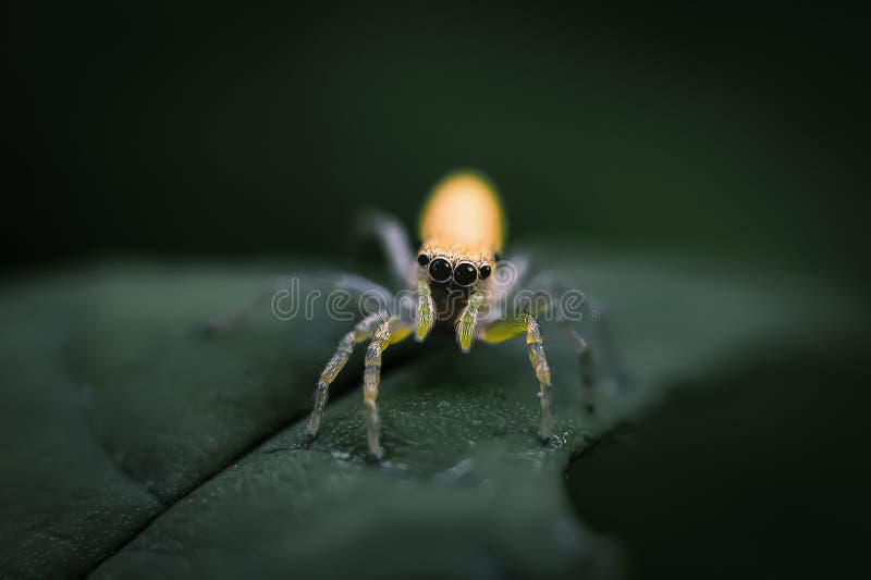 A Small Yellow Spider on a Green Leaf Stock Image - Image of macro ...