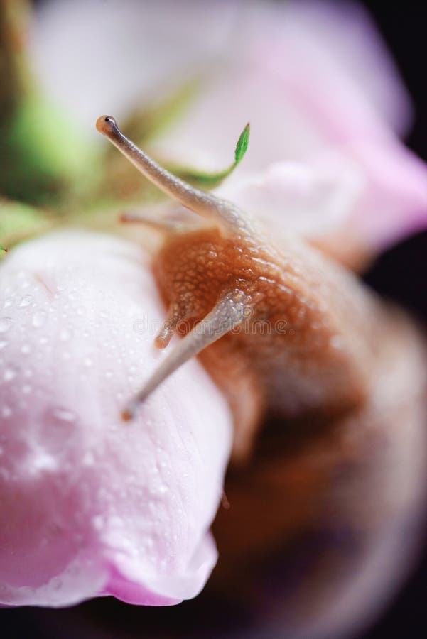 Macro Photo of Snail on a Black Background Stock Photo - Image of ...