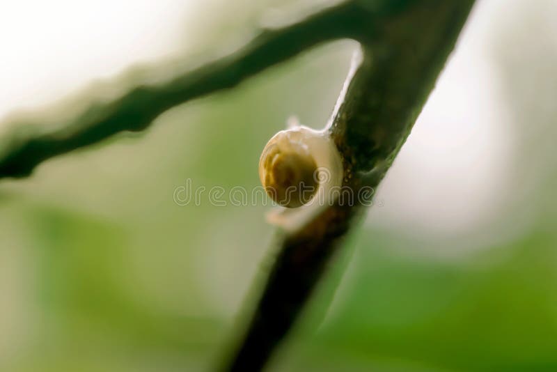 Macro Photo of a Snail on a Branch in the Forest, Design for Background ...