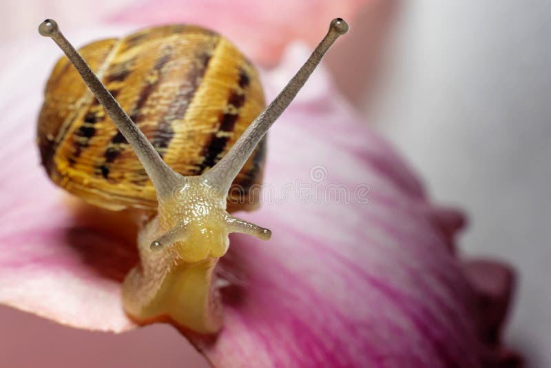 A Macro Photo of a Snail on a Pink Flower. Stock Photo - Image of ...