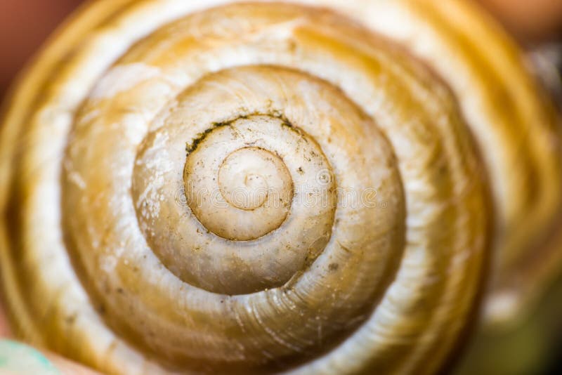 Macro Photo of a Snail Shell Stock Photo - Image of macro, shell: 188156378