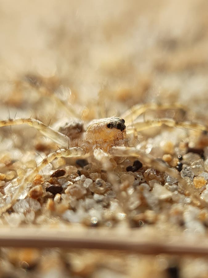 Macro Photo of a Spider Camouflaged in the Beach Sand Stock Image ...