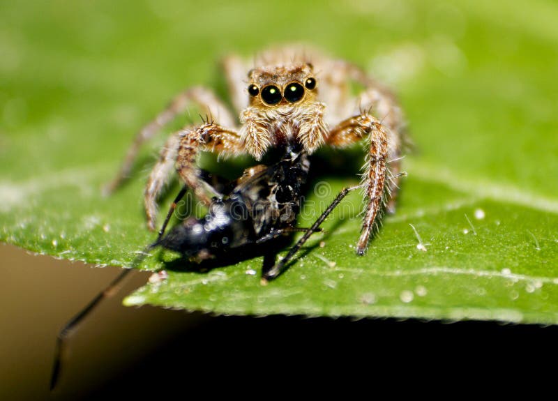 Macro Photo of Spider Eating Bugs Stock Image - Image of wild, life ...