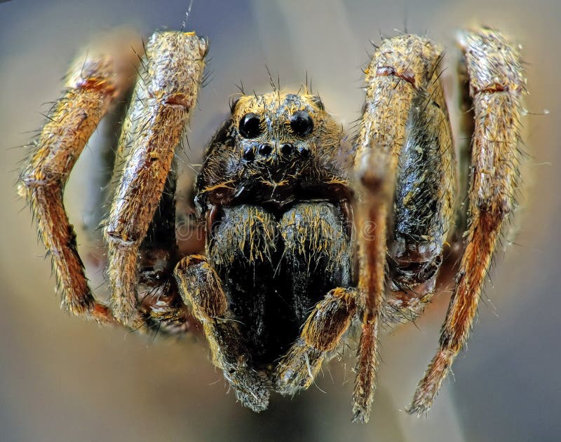 Macro Photo of a Spider Head Stock Photo - Image of iraq, front: 276171728