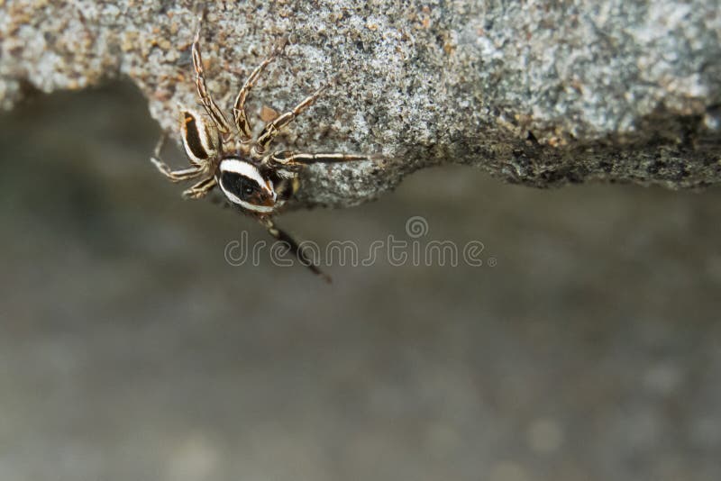 This is a Macro Photo of a Spider. Spider Macro Photo, Jumping Spider ...