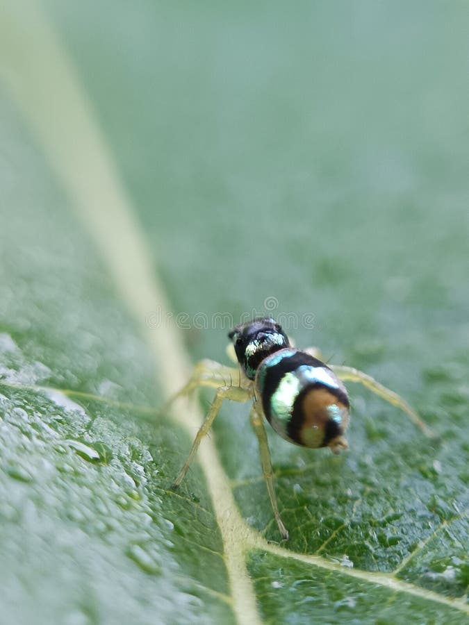 Macro Photo of Spider on Leaf Stock Photo - Image of green, beautiful ...