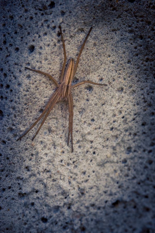 Spider On A Concrete Pavement Stock Photo - Image of download, pavement ...