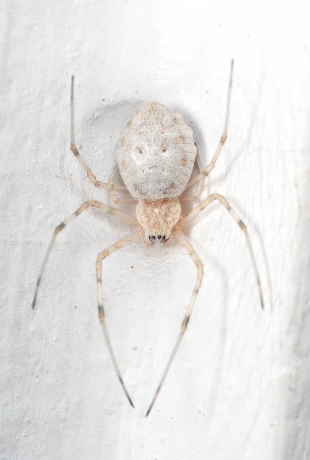 Macro Photo of Spider on Spider Web on White Wall Stock Image - Image ...