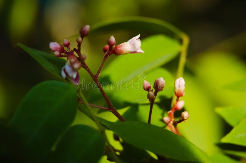 Macro Photo of Star Fruit Flower. Star Fruit Trees Flower and Bear ...