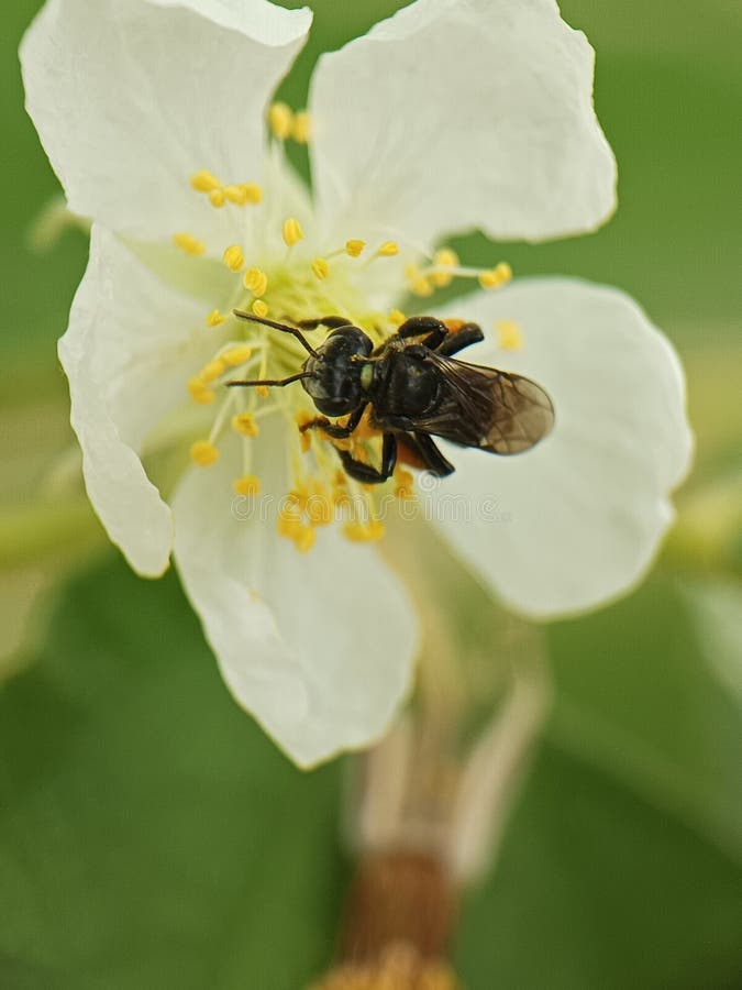 Macro Photo of Stingless Bee or Trigona Bee Stock Photo - Image of ...