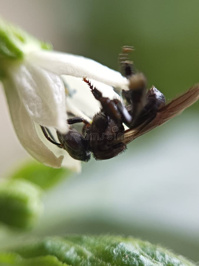 Macro Photo of Stingless Bee or Trigona Bee Stock Image - Image of ...