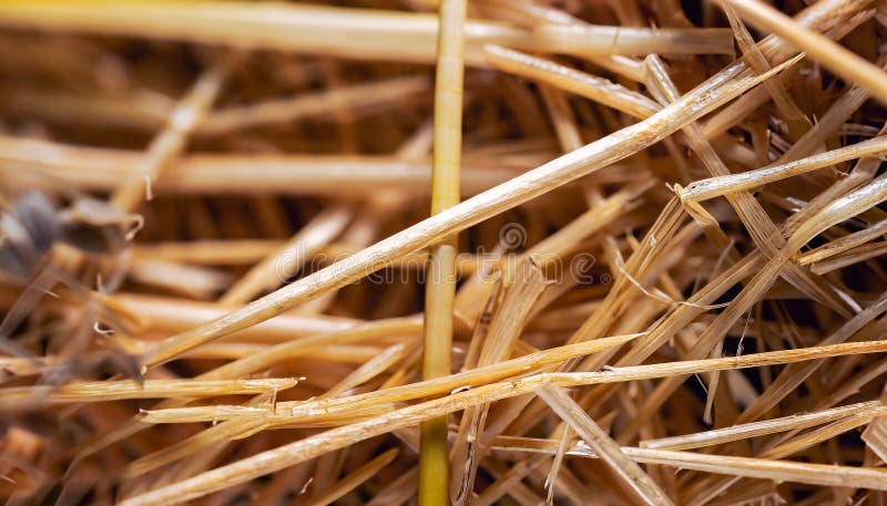 Macro Photo of Straw Texture Stock Illustration - Illustration of ...