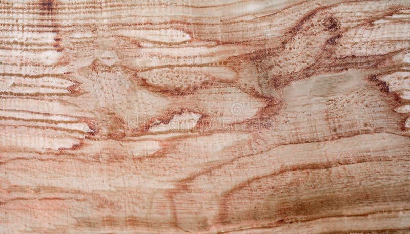 The Macro Photo of Surface of Karelian Birch Board with Wood Texture ...