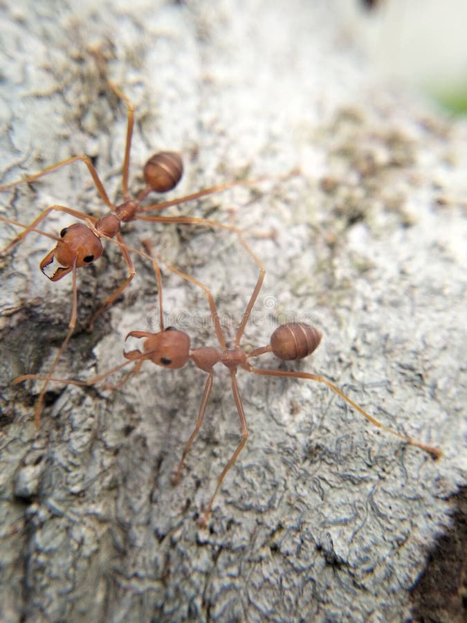 Kroto Ants Stock Photos - Free & Royalty-Free Stock Photos from Dreamstime