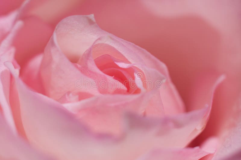Macro Photo of Sweet Pink Rose. Soft Image, Selective Focus. Romantic ...