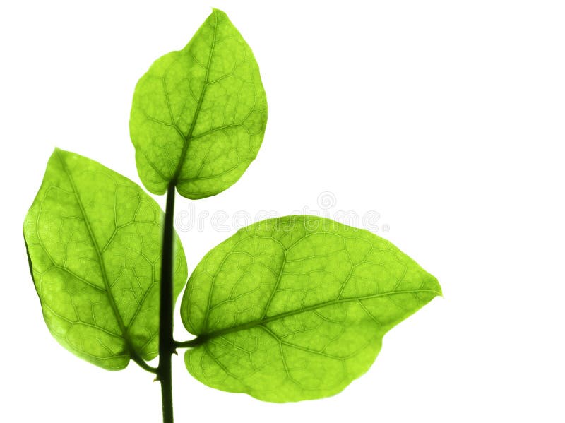 Macro Photo of Three Green Leaves Stock Photo - Image of abstract ...