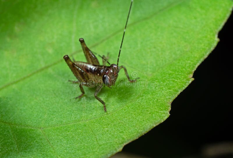 Macro Photo of Tiny Grasshopper on Green Leaf Stock Image - Image of ...