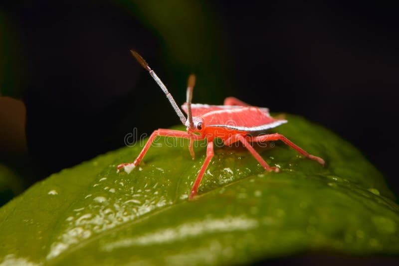 Closeup View of Tiny Red Insect on the Green Leaf Stock Photo - Image ...