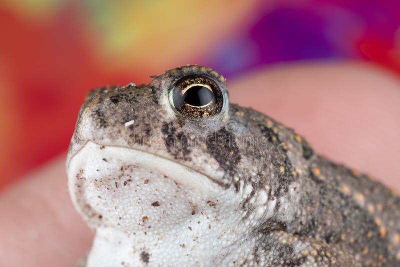 Toad held Captive stock photo. Image of flesh, held, hands - 57115282