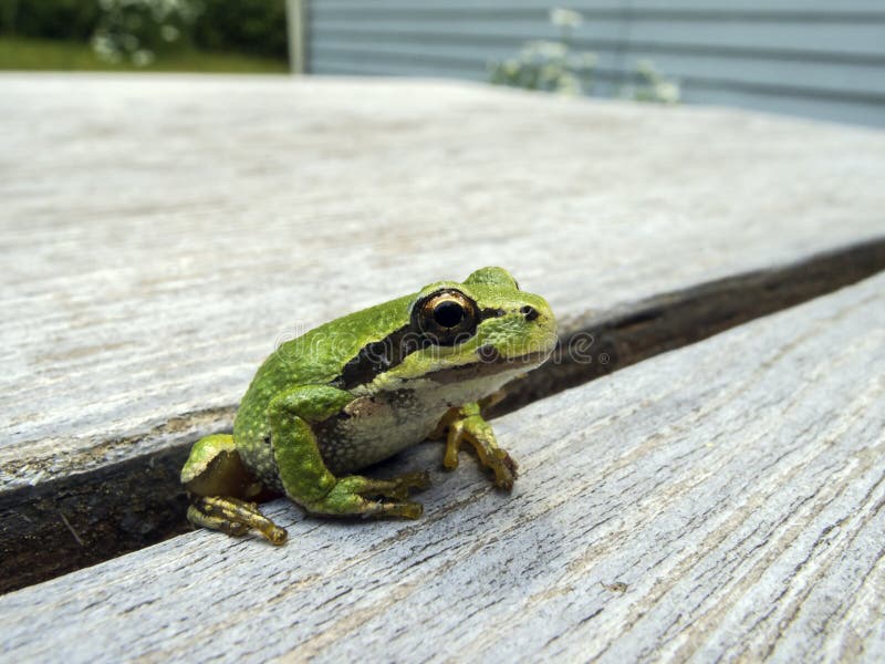 Pacific Tree Frog Pseudacris Regilla Stock Photo - Image of treefrog ...