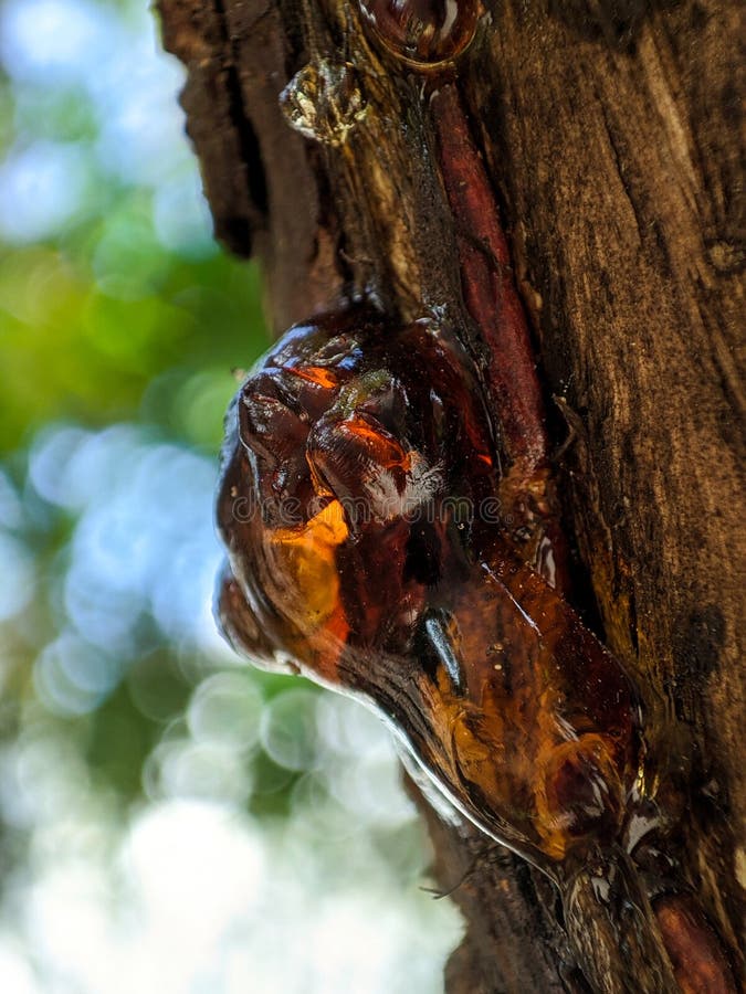 Tree sap shape stock image. Image of flower, wildlife - 205667011