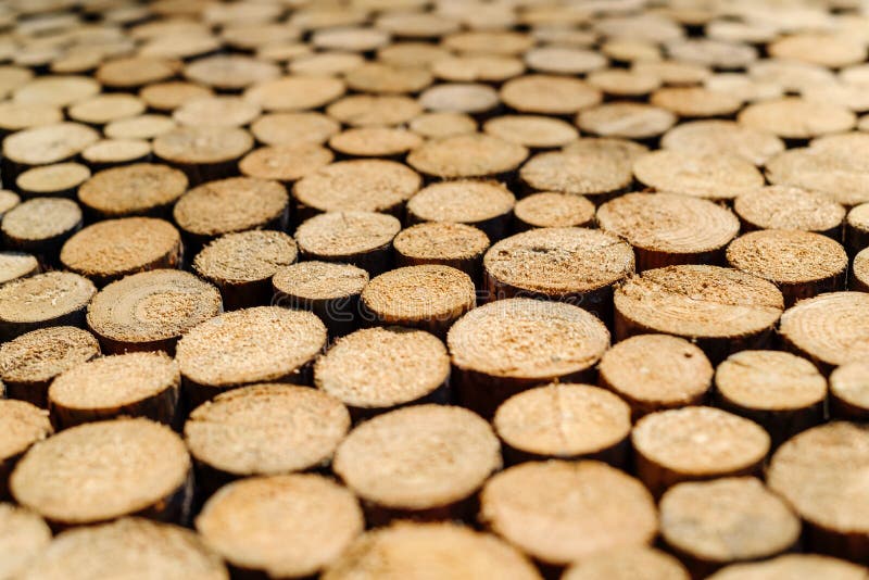 Macro Photo of Tree Slices. Wood Texture Stock Image - Image of ...