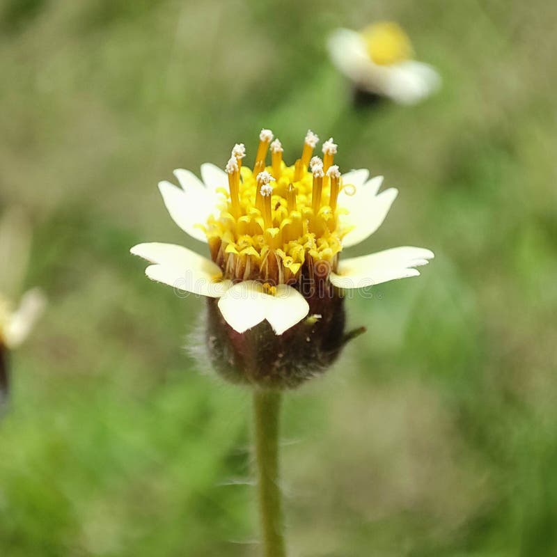 Macro Photo of Tridax Procumben of Tridax Daisy or Coatbuttons Stock ...