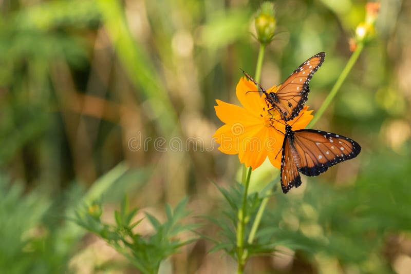 Small Butterflies on a Leaf Stock Image - Image of macro, orange: 210891961
