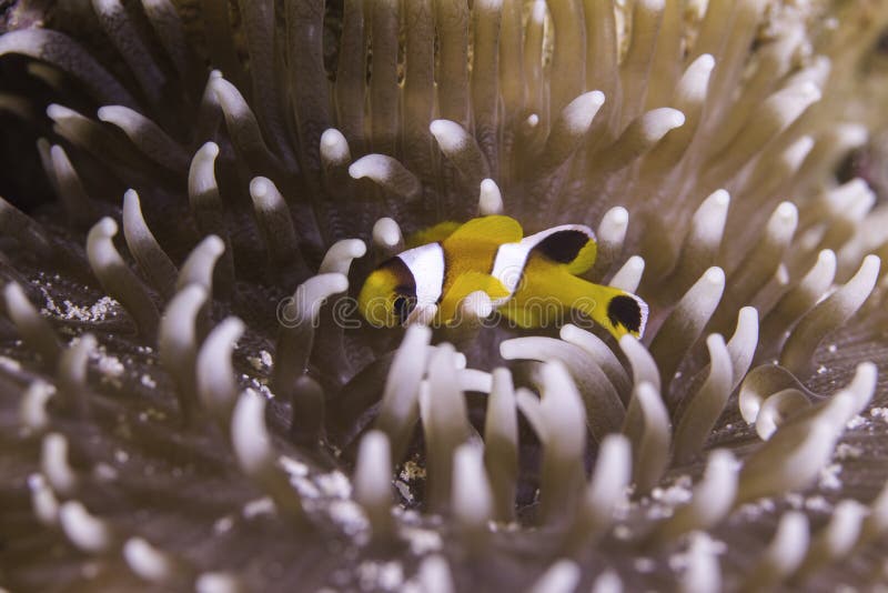 A Macro Photo of a Very Tiny Baby Anemone Fish Stock Image - Image of ...