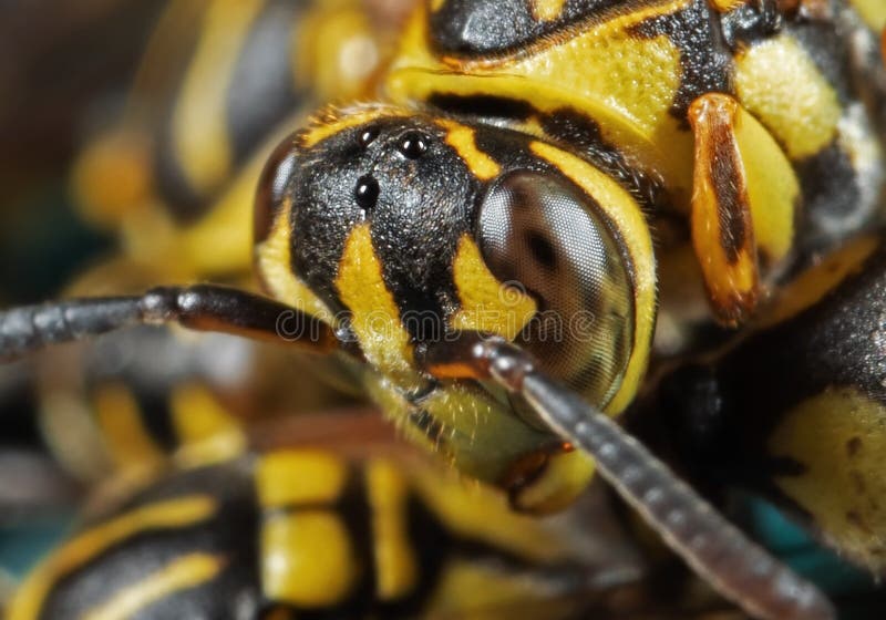 Macro Photo of Wasp on Background Stock Image - Image of detail ...
