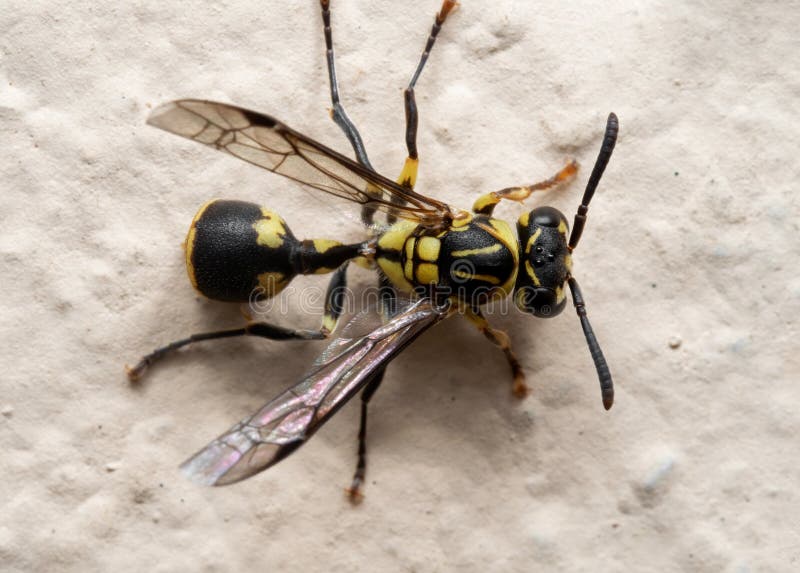 Macro Photo of Wasp on the Wall Stock Photo - Image of natural ...