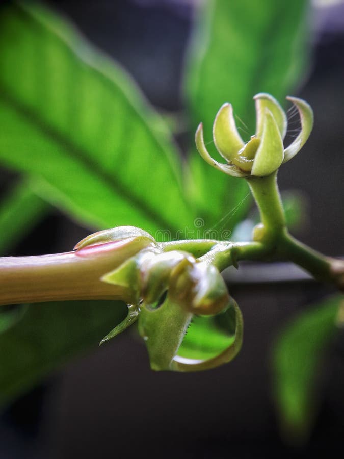 Macro Photo of a Water from a Bud Stock Image - Image of branch, tree ...