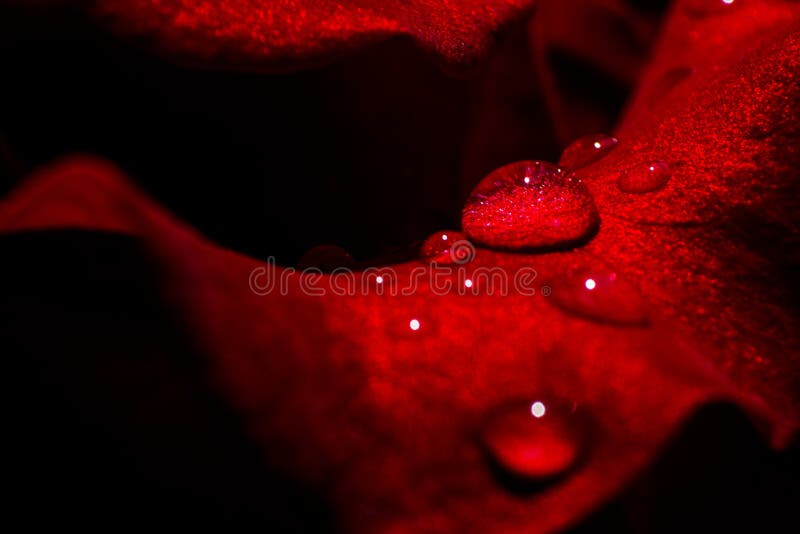 Macro Photo of Water Drops on the Red Roses Stock Image - Image of ...
