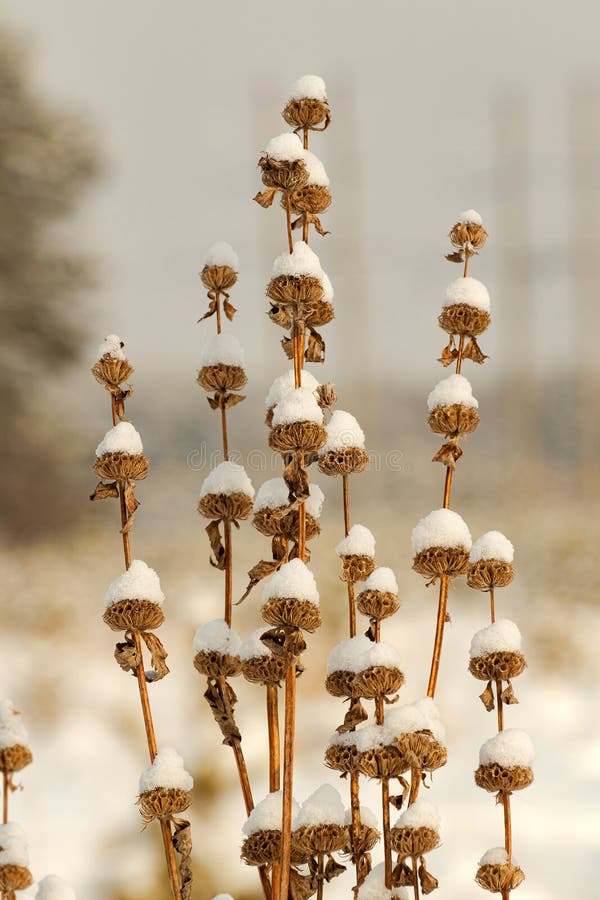 Macro Photo of a Plant Covered with Fluffy Snow Stock Image - Image of ...
