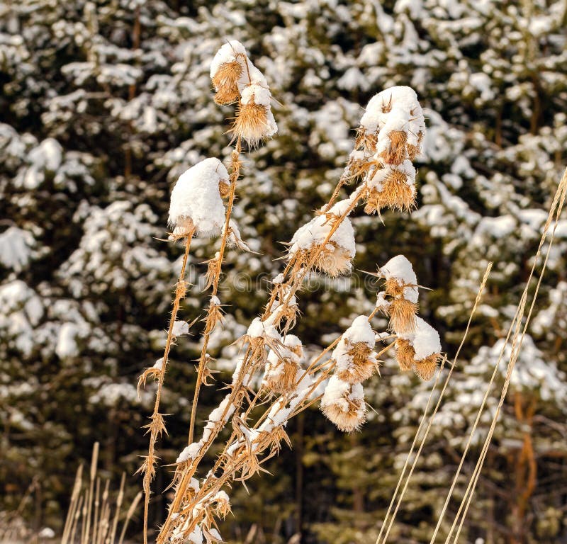 Macro Photo of a Plant Covered with Fluffy Snow Stock Photo - Image of ...