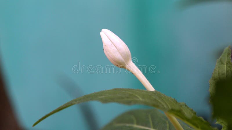 Macro Photo of White Flower Buds Stock Image - Image of bones, portrait ...