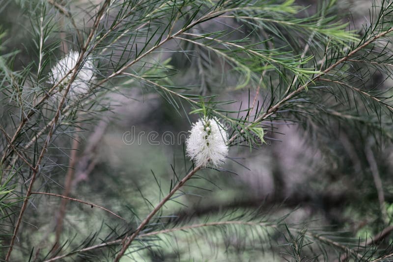 White Hakea flowers stock photo. Image of growing, little - 112999756