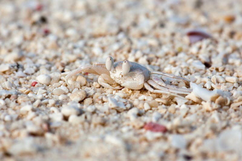 Macro Photo of a White Tropical Crab on the Beach Stock Photo - Image ...