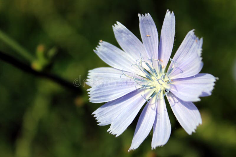 A Macro Photo of Wild Succory Flower Stock Image - Image of chiccory ...